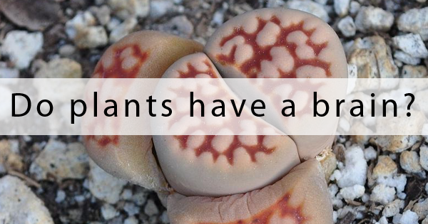 Do plants have a brain? - Biotechmistry
