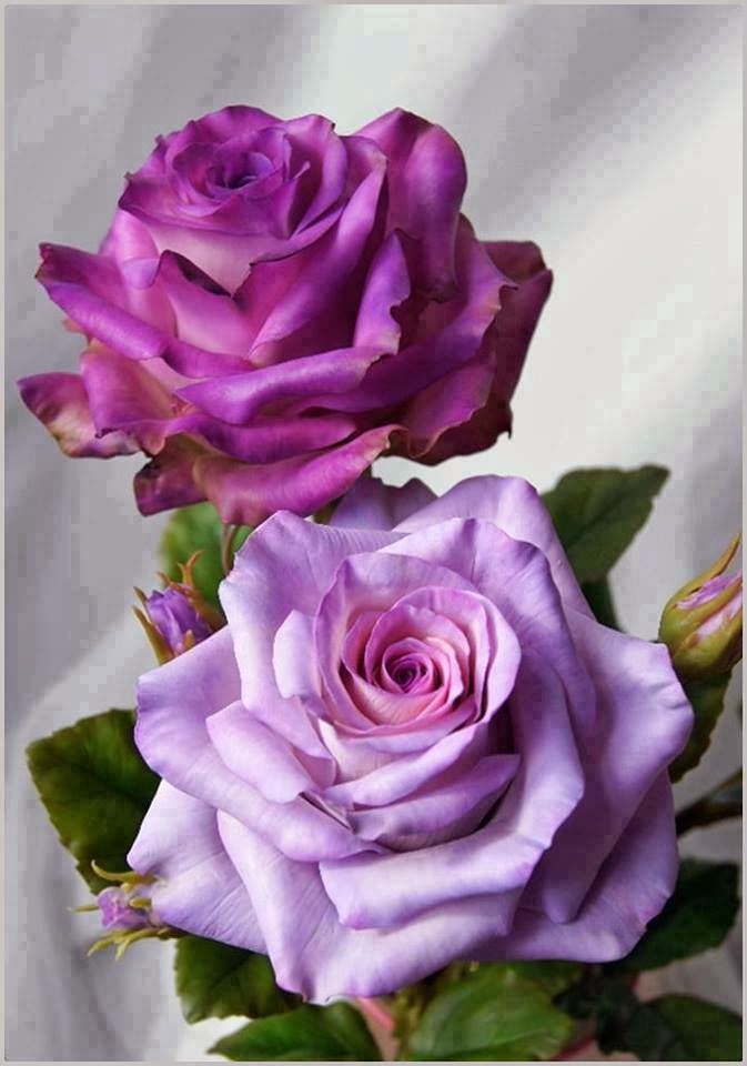 Despertando Conciencias: Vive la belleza en todas sus dimensiones.