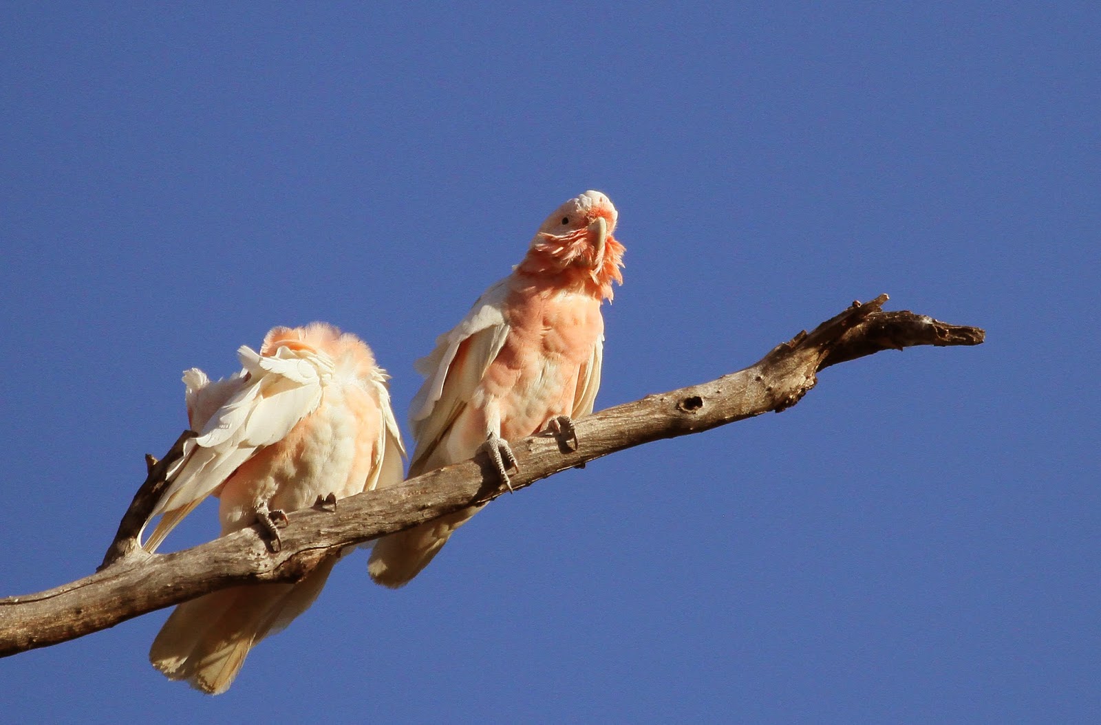 Richard Waring's Birds of Australia: Major Mitchell Cockatoos ...