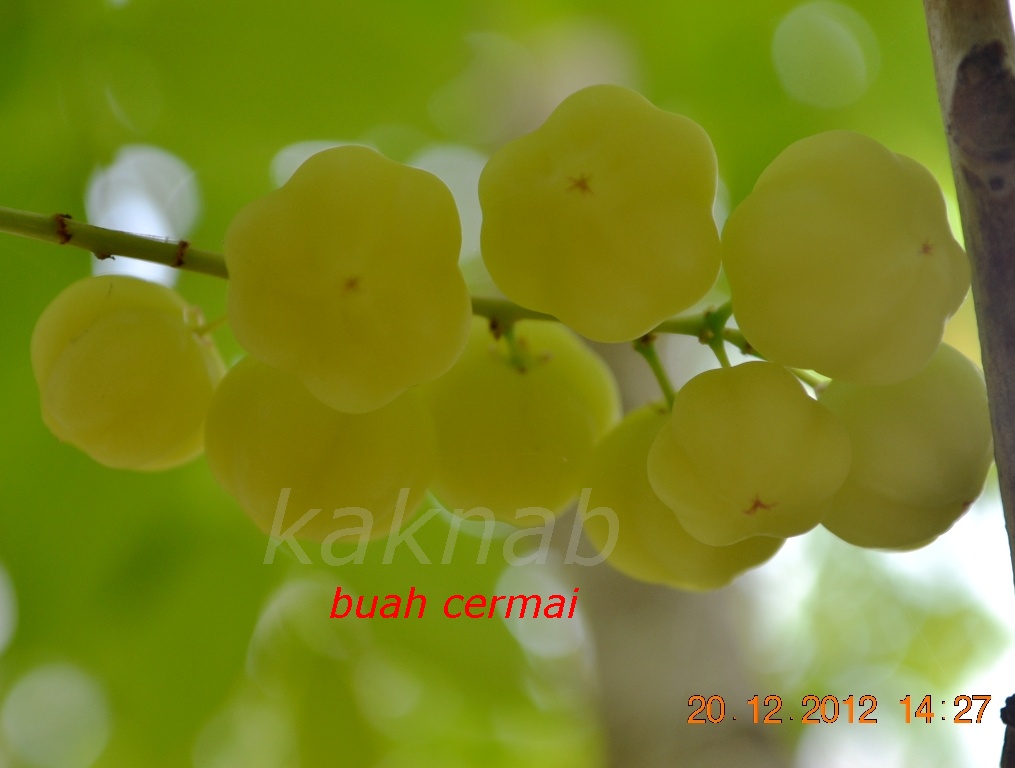 pokok herba,bunga, ulaman dan segala jenis tumbuhan: Buah Cermai