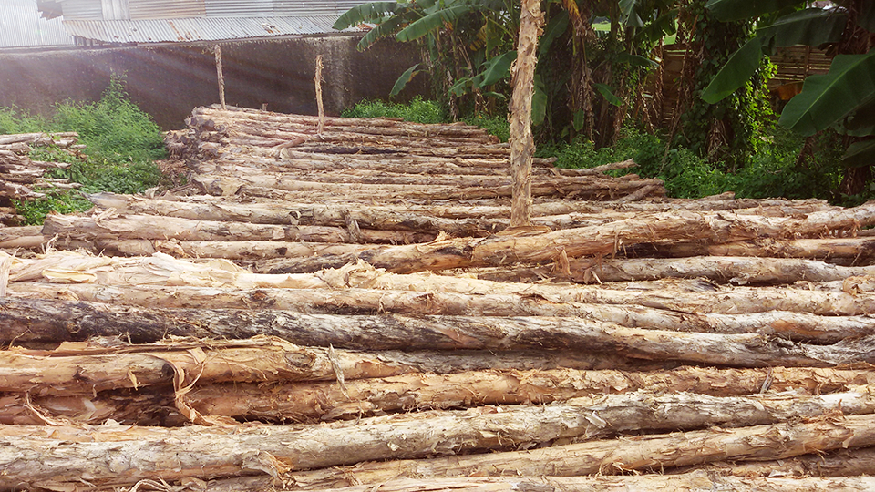 Agen jual kayu dolken gelam, jual kayu dolken gelam cerucuk, jual kayu ...