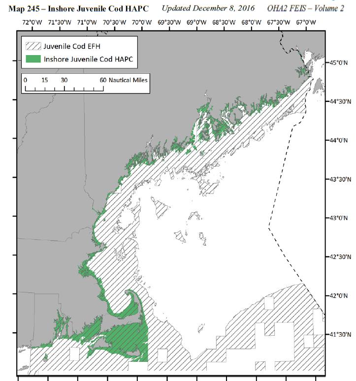 Penobscot Bay Blog: New England coastlines as juvenile cod habitat