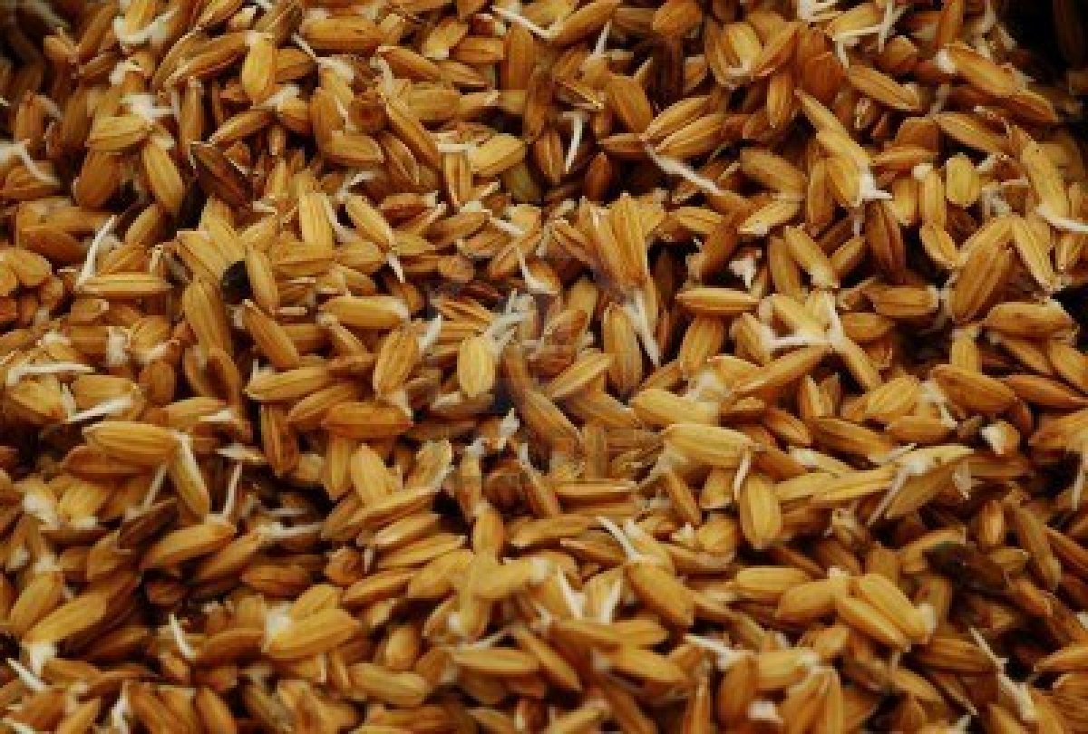 CULTIVO DE ARROZ: SIEMBRA