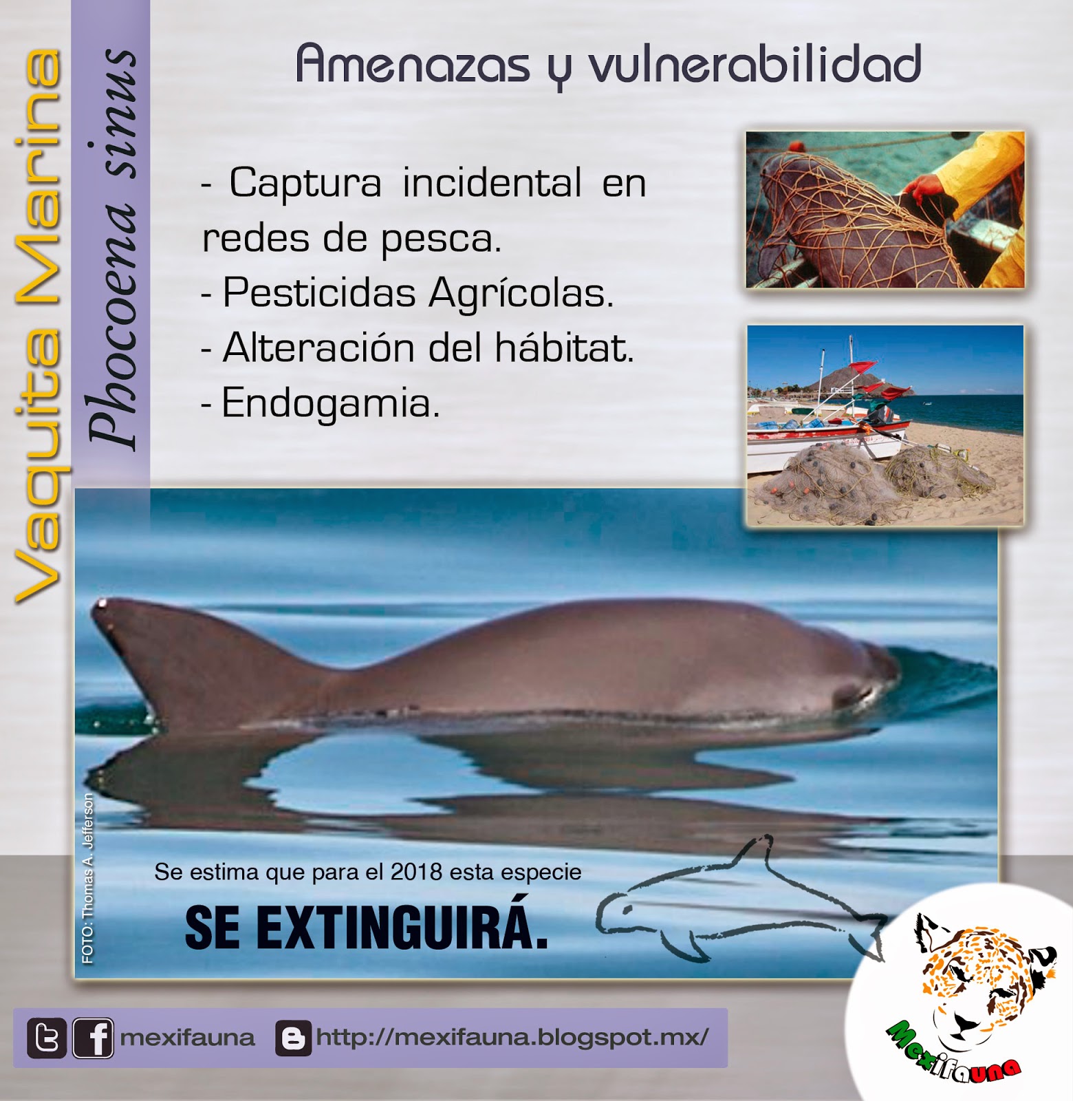 MEXIFAUNA: Vaquita Marina (Phocoena sinus)