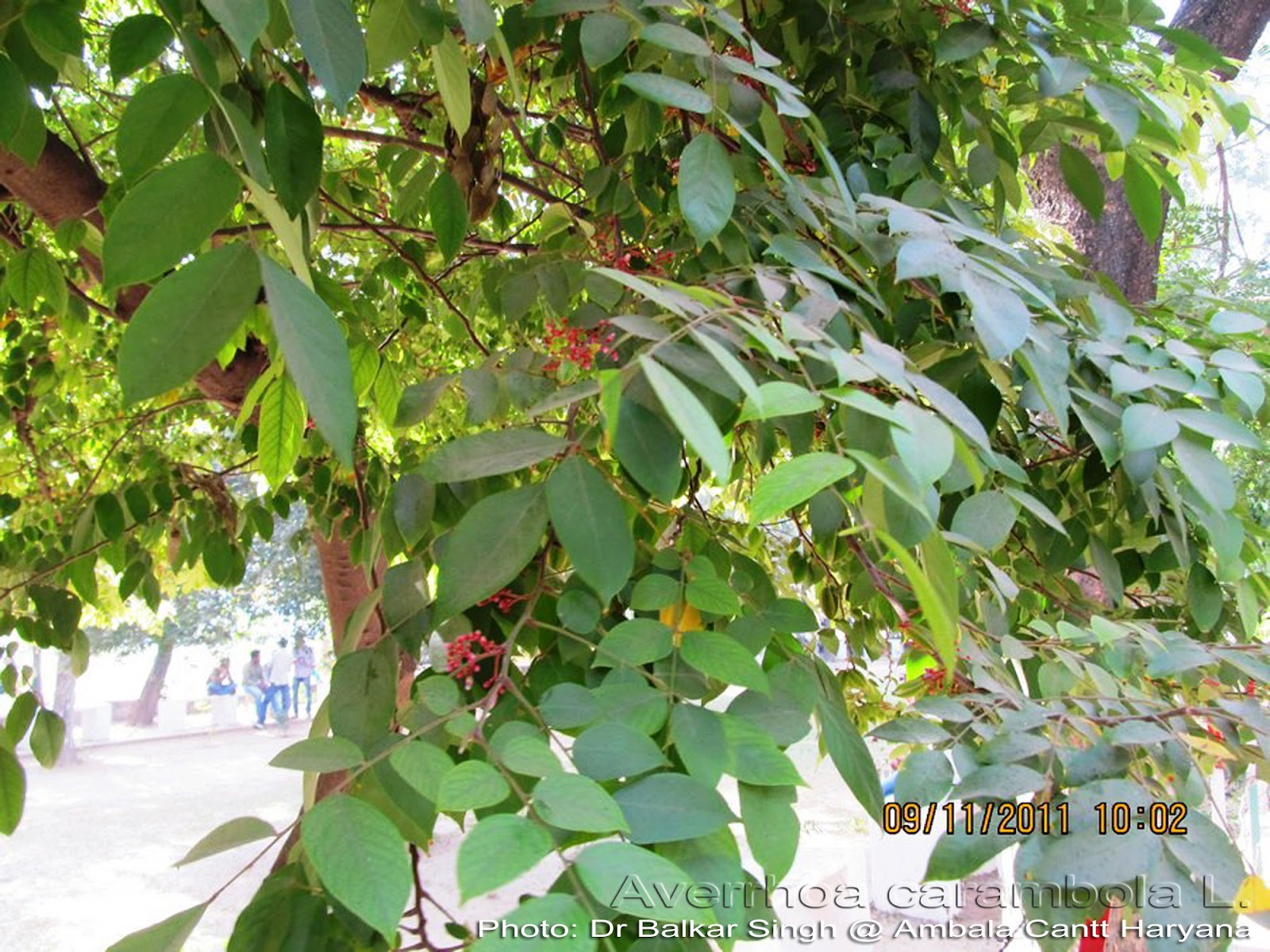 Medicinal Plants: Averrhoa carambola Averrhoa acutangula dantasatha ...