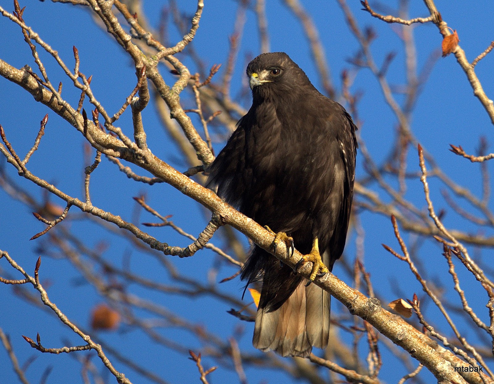 Hawk Identification Tips from every angle (Sharpie vs Cooper and Red ...