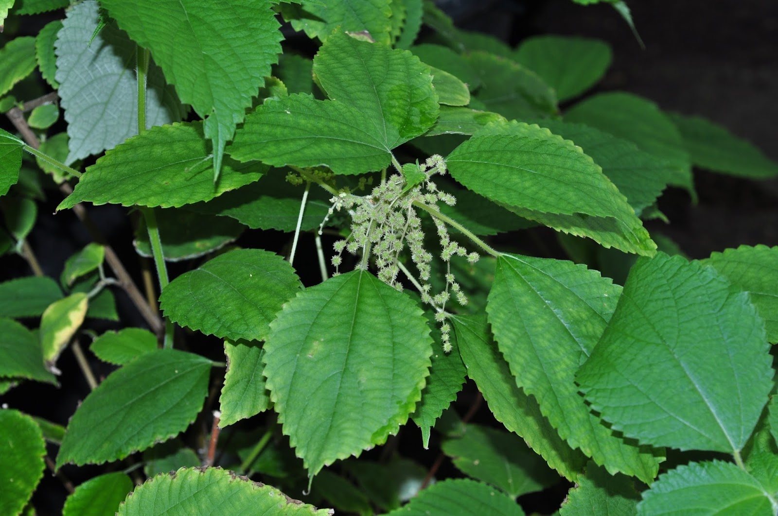 Tentang Serat Rami | Teknologi Tekstil