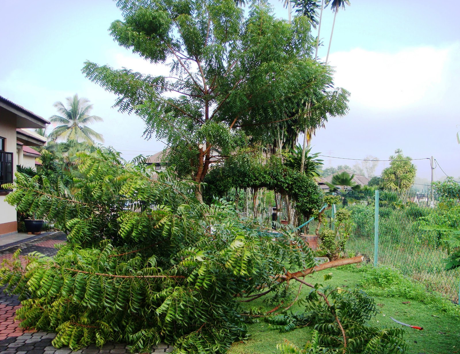 N U K I L A N: PELAJARAN DARI MEMUPUS MAMBU