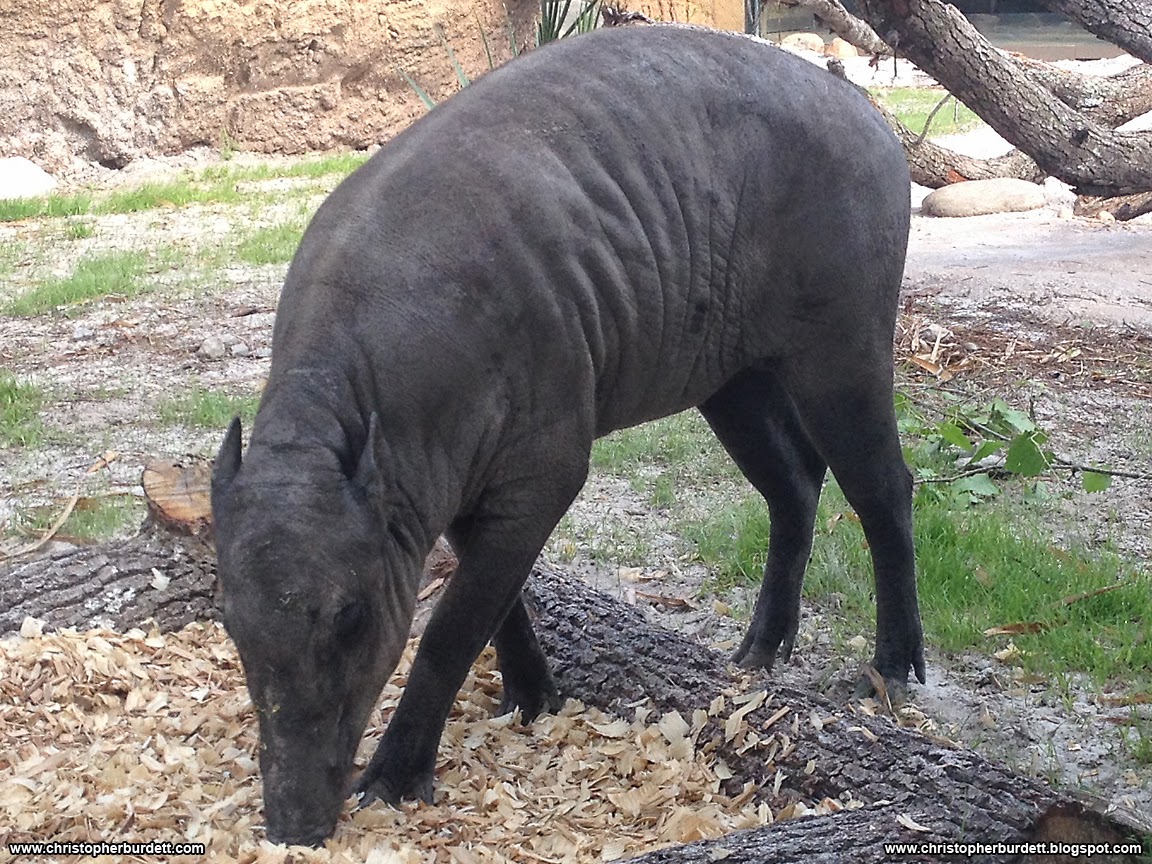 The DOODLES, DESIGNS, and aRT of CHRISTOPHER BURDETT: Babirusa Pigs for ...