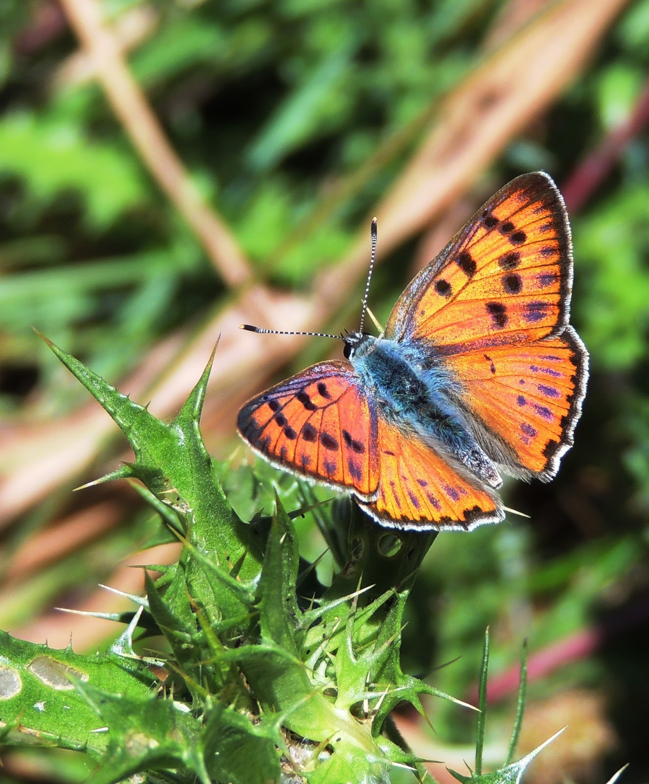 Mariposas y orugas (Volvoretas e eirugas): Los maravillosos mantos que ...