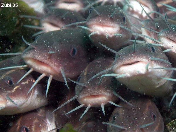 Catfish | Animal Wildlife