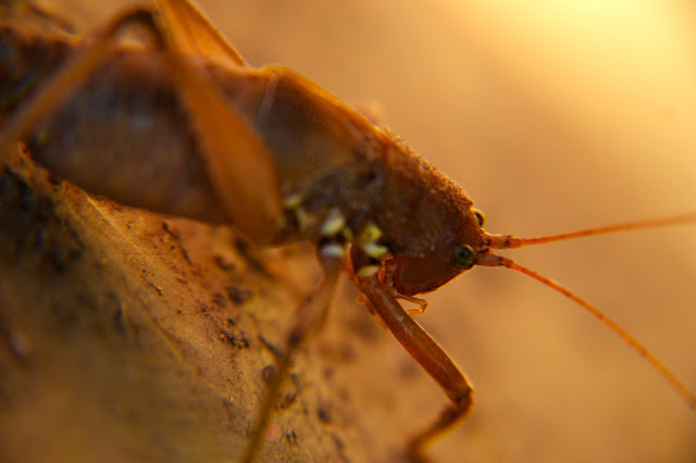 Insectos: ORTÓPTEROS-PLAGA DE LANGOSTAS