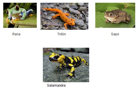 Clasificación de los seres vivos: Clasificación de los seres vivos ...