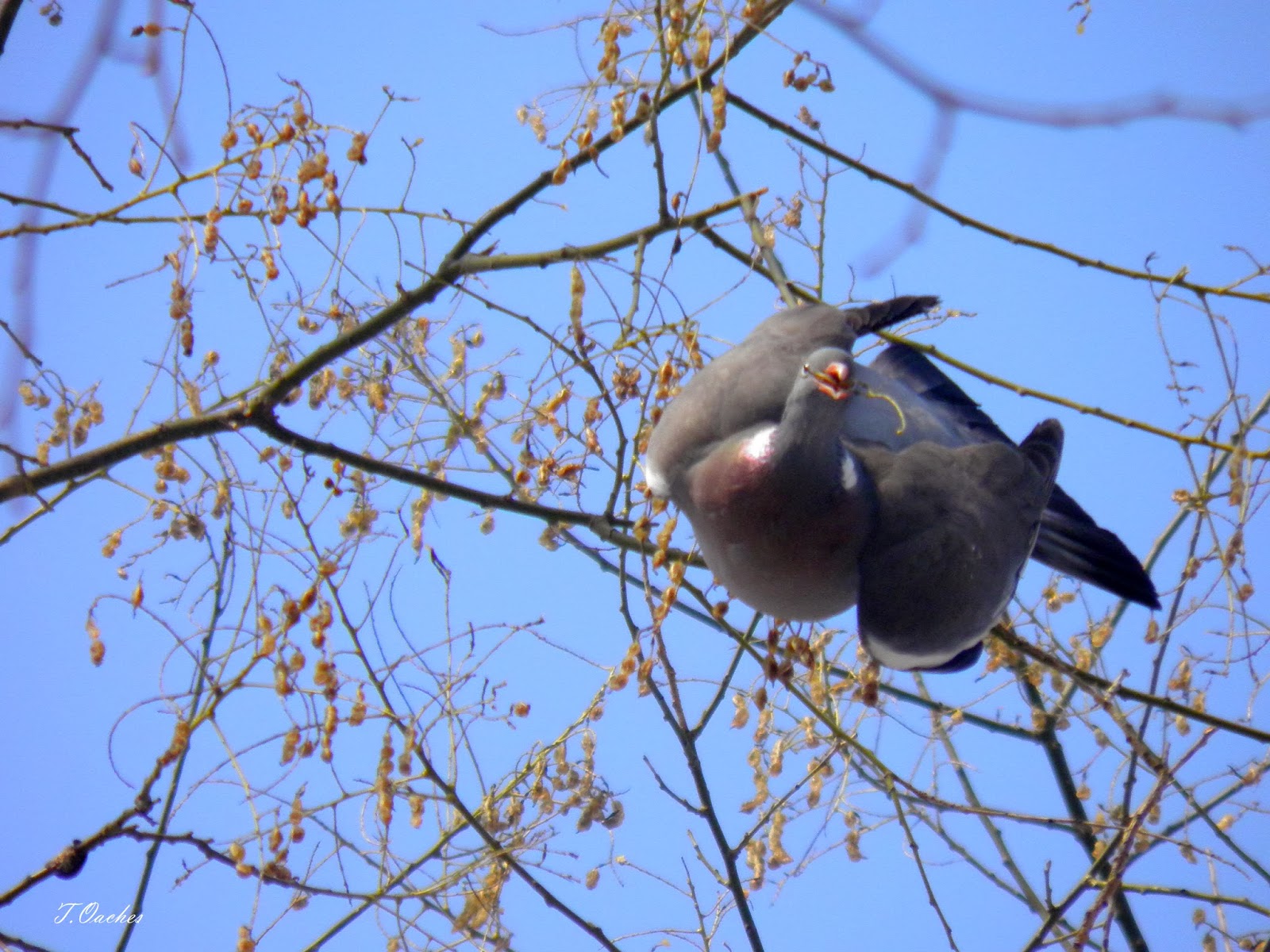 PASARI DIN ROMANIA: PORUMBEL SALBATIC GULERAT, Columba palumbus