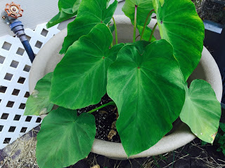 Pinch Of Swad - taste that hits the spot!: Pathroda / Pathrode ...