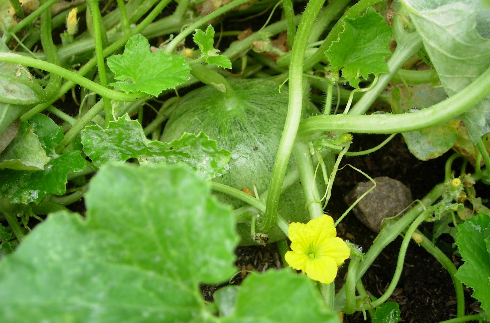 Thyme In A Bottle: Tomato Update, Melons, Harvest and Second Crop Plantings
