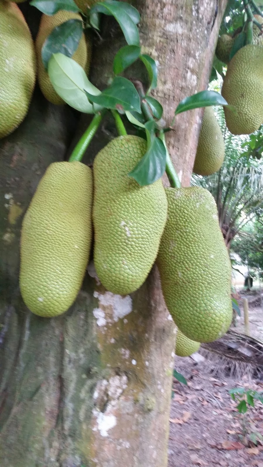 Warisan Petani: Buah Cempedak