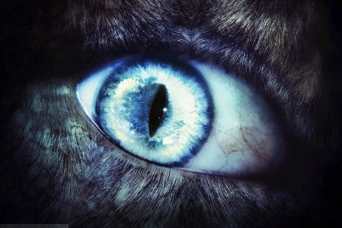 Jovem Lobo: Mais fatos sobre Lobisomens...