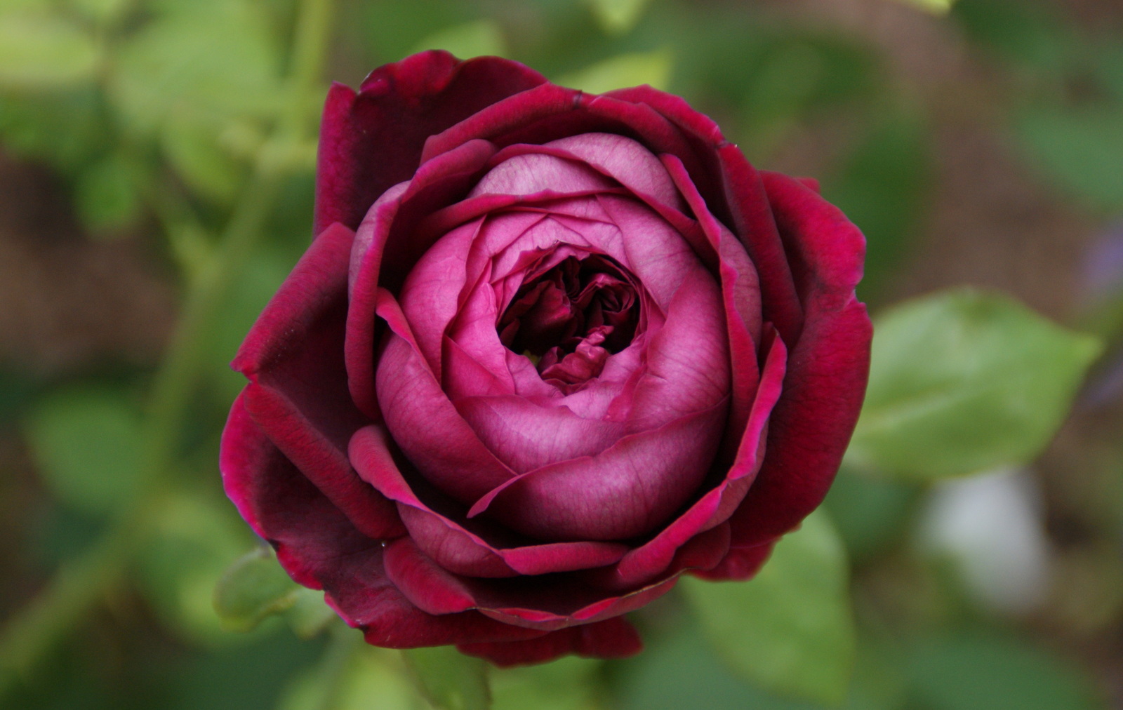 Organic Garden Dreams: October Roses