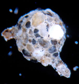 Variety of Life: Foraminifera