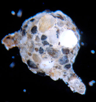 Variety of Life: Foraminifera