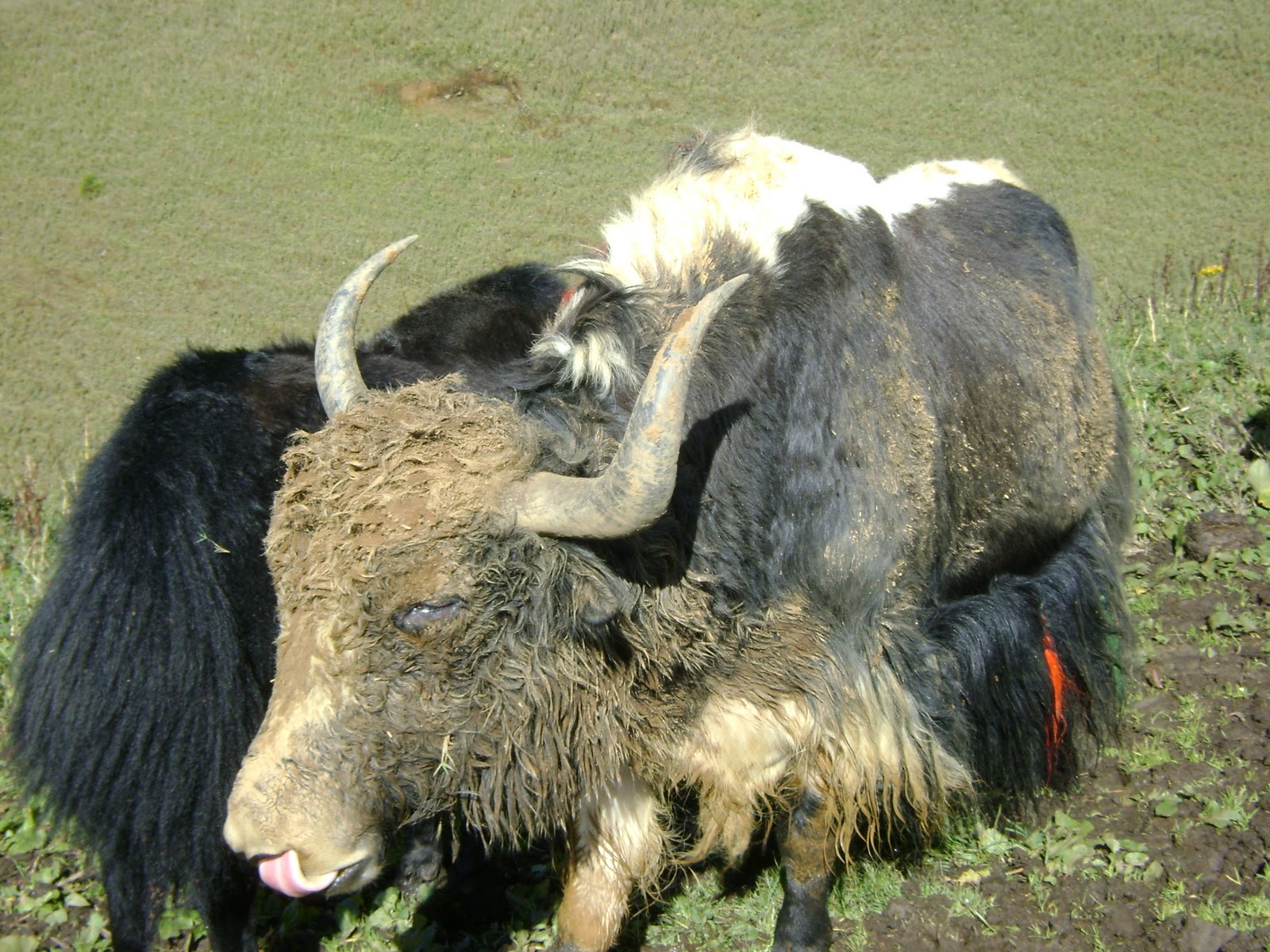 Writing My Own Unwritten Lines: The Yak and a Buffalo, Long Lost Cousins?