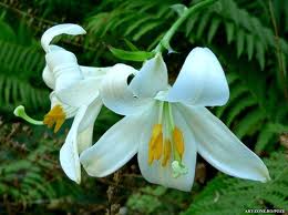 Amarilis -(Crinul roșu) | Toate Florile