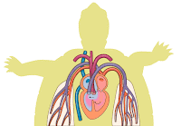 Biología y Geología Toni: GIFS CUERPO HUMANO