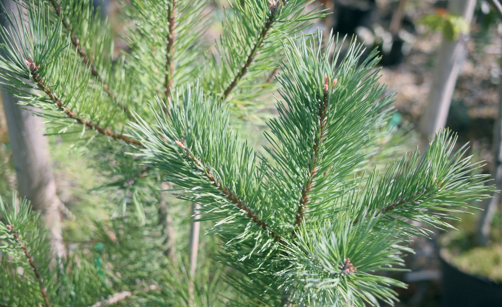 Trees Planet: Pinus sylvestris – Scots Pine