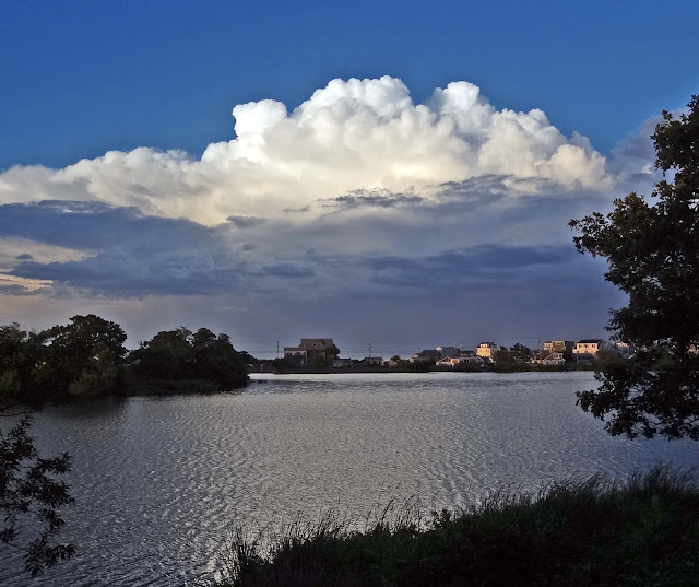 Joe's Retirement Blog: Pond Life, Bartlett Pond, Manomet, Plymouth ...