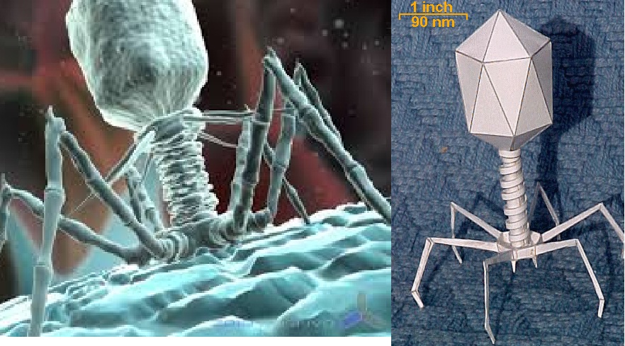 CIENCIA EN LA WEB: Virus bacteriofagoT4, modelo de papel
