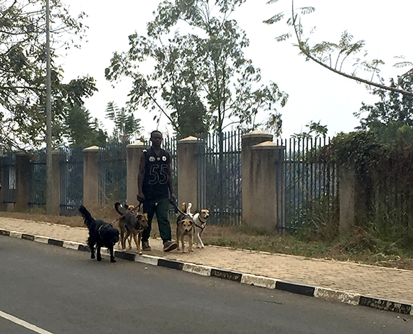 Journey around the world, Kigali - Rwanda: Dog walker in Kigali ...