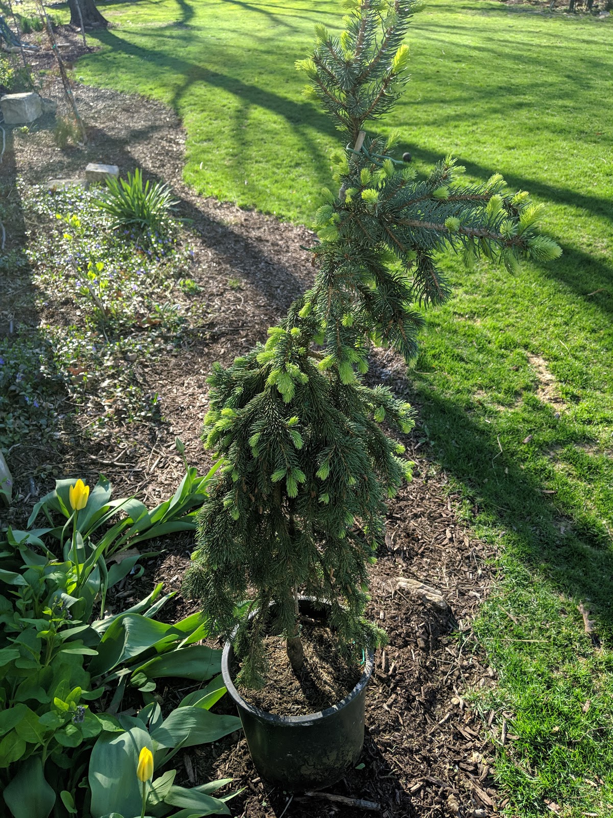 Weeping White Spruce - Acquired But Not Planted (Yet)
