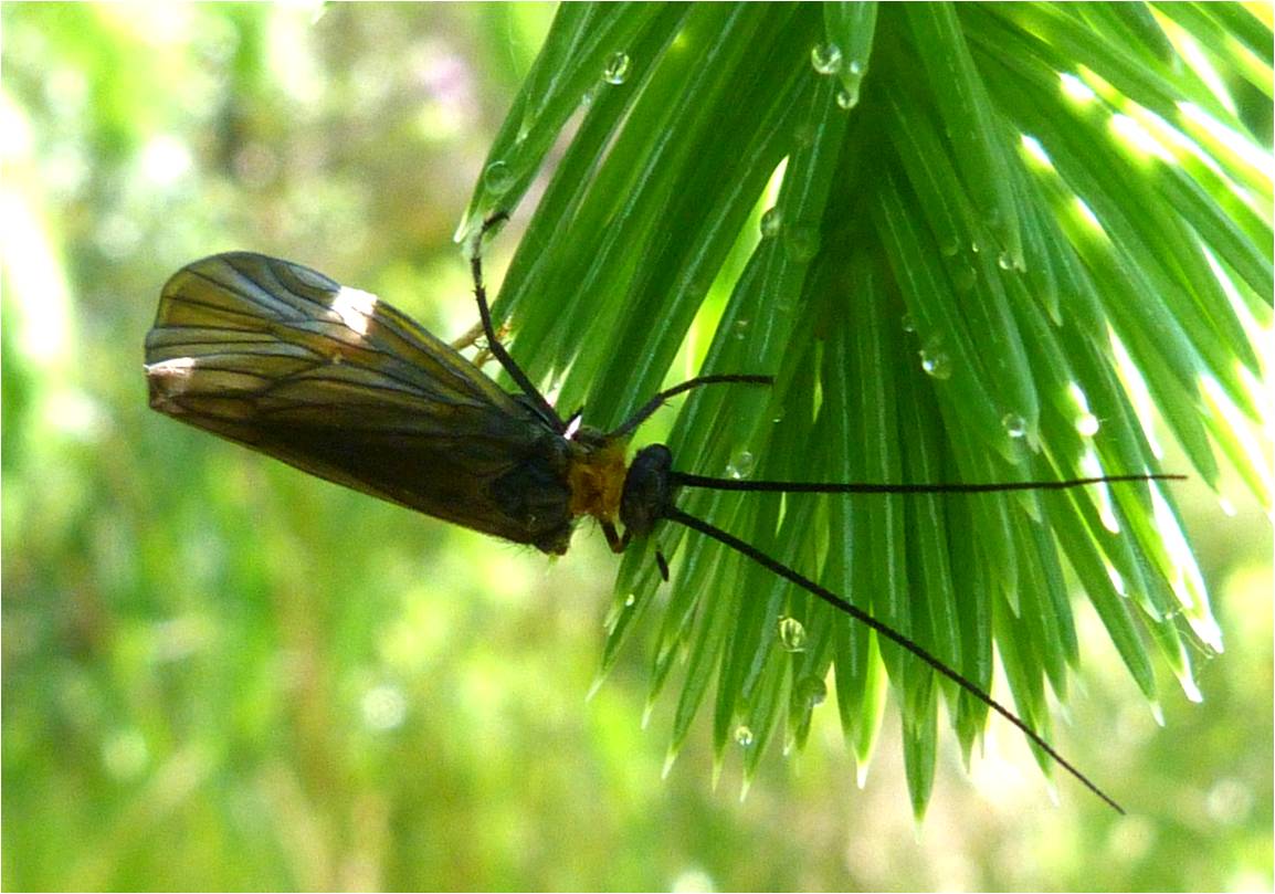 Insects of Scotland: Caddisflies