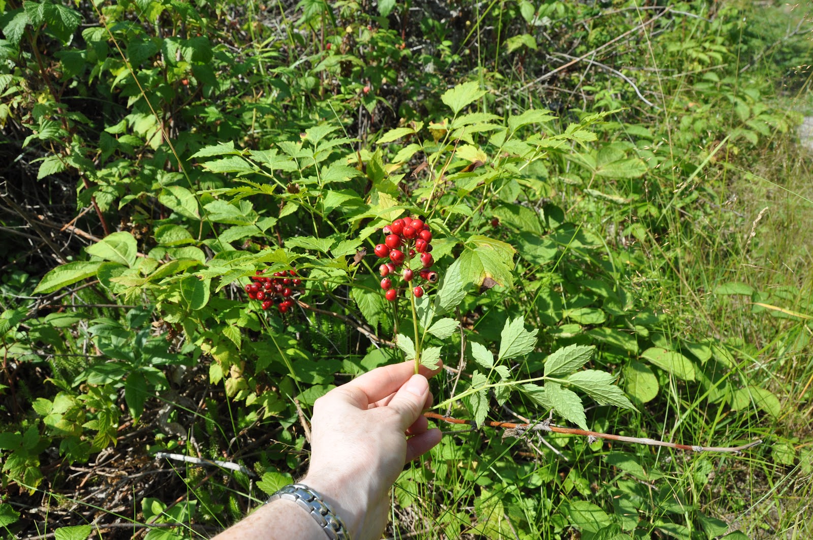 Northern Exposure Gardening: Northern Wild Berries and other Edibles