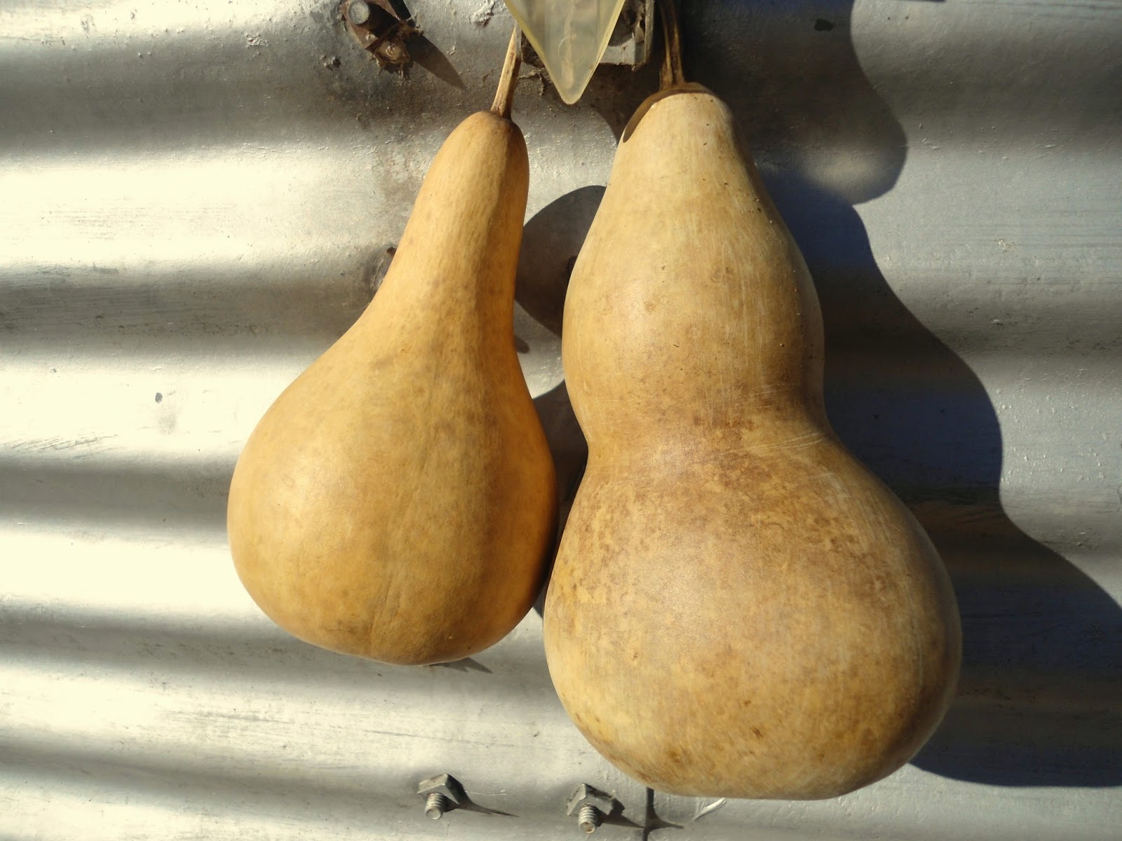 LABORATORIO DE CALABAZAS: Cantimploras de calabaza