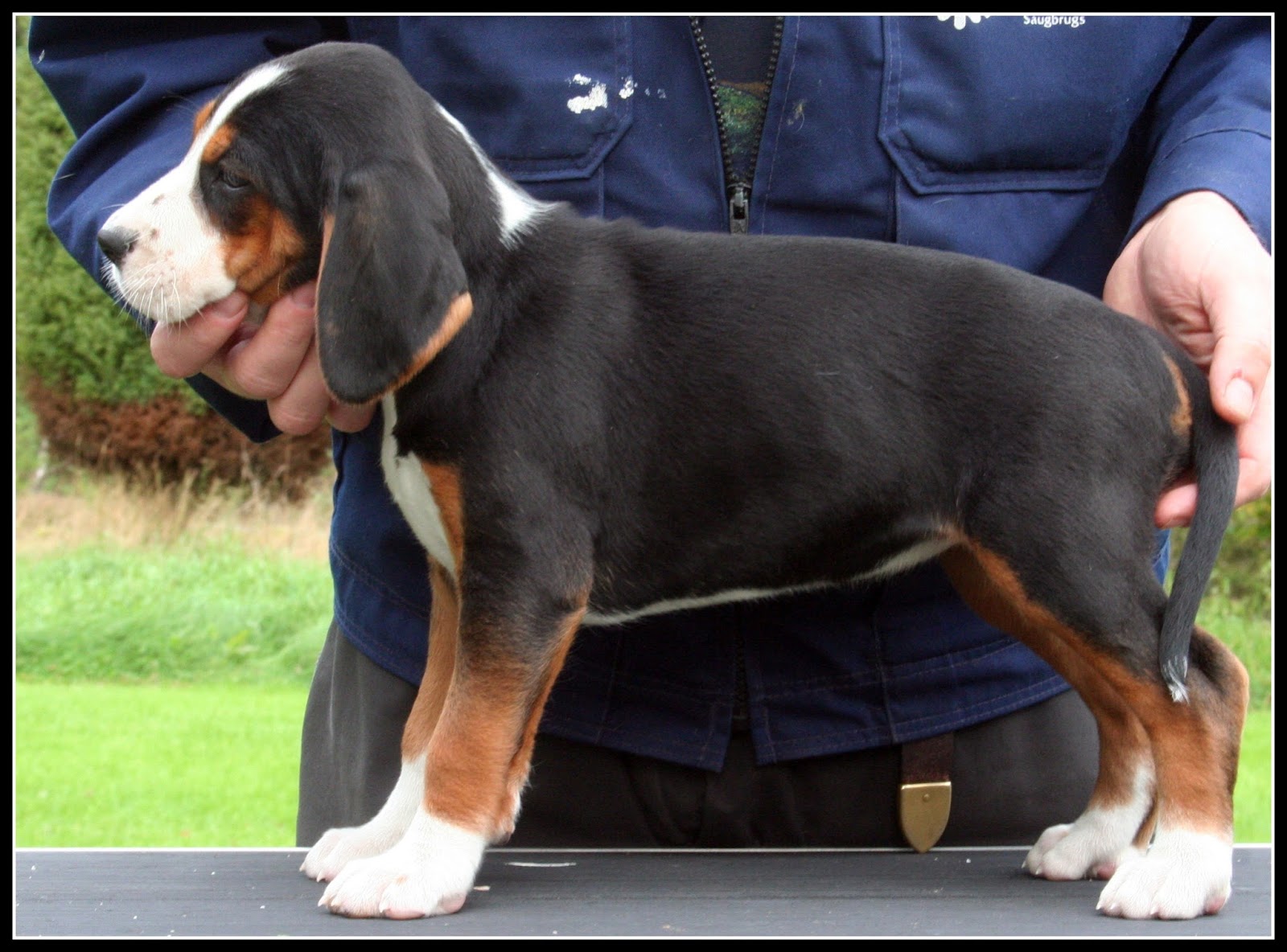 Belger du Nord: Belger du Nord Ester