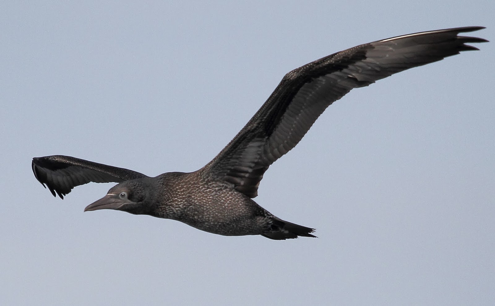 AVESANTURTZI: Aves marinas con Avescantabricas