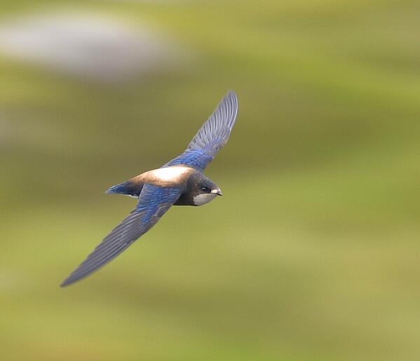 BRITISH BIRDING ASSOCIATION: The NEEDLE-TAILED SWIFT of June 2013