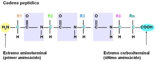 BIOLOGÍA 3º SECUNDARIA: Proteínas