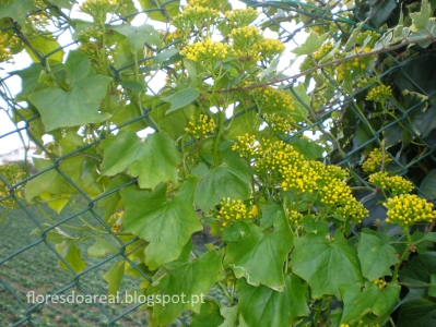 Plantas e Flores do Areal: 2016