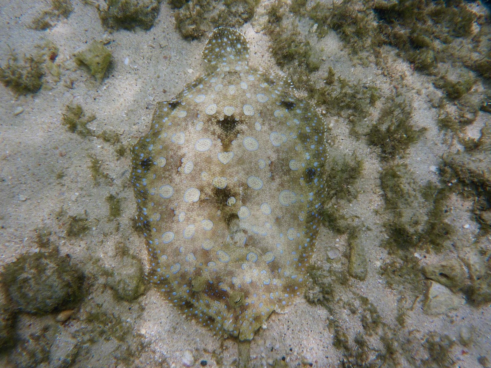 Life at the Sandy Bottom