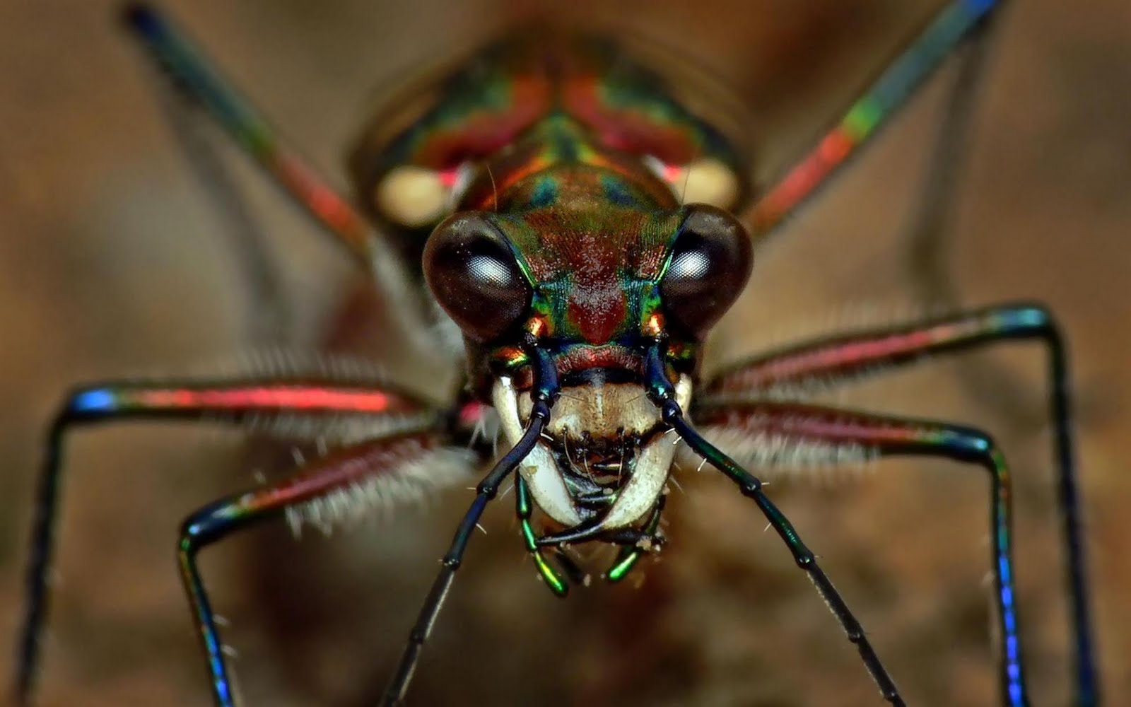 Spinnen Achtergronden
