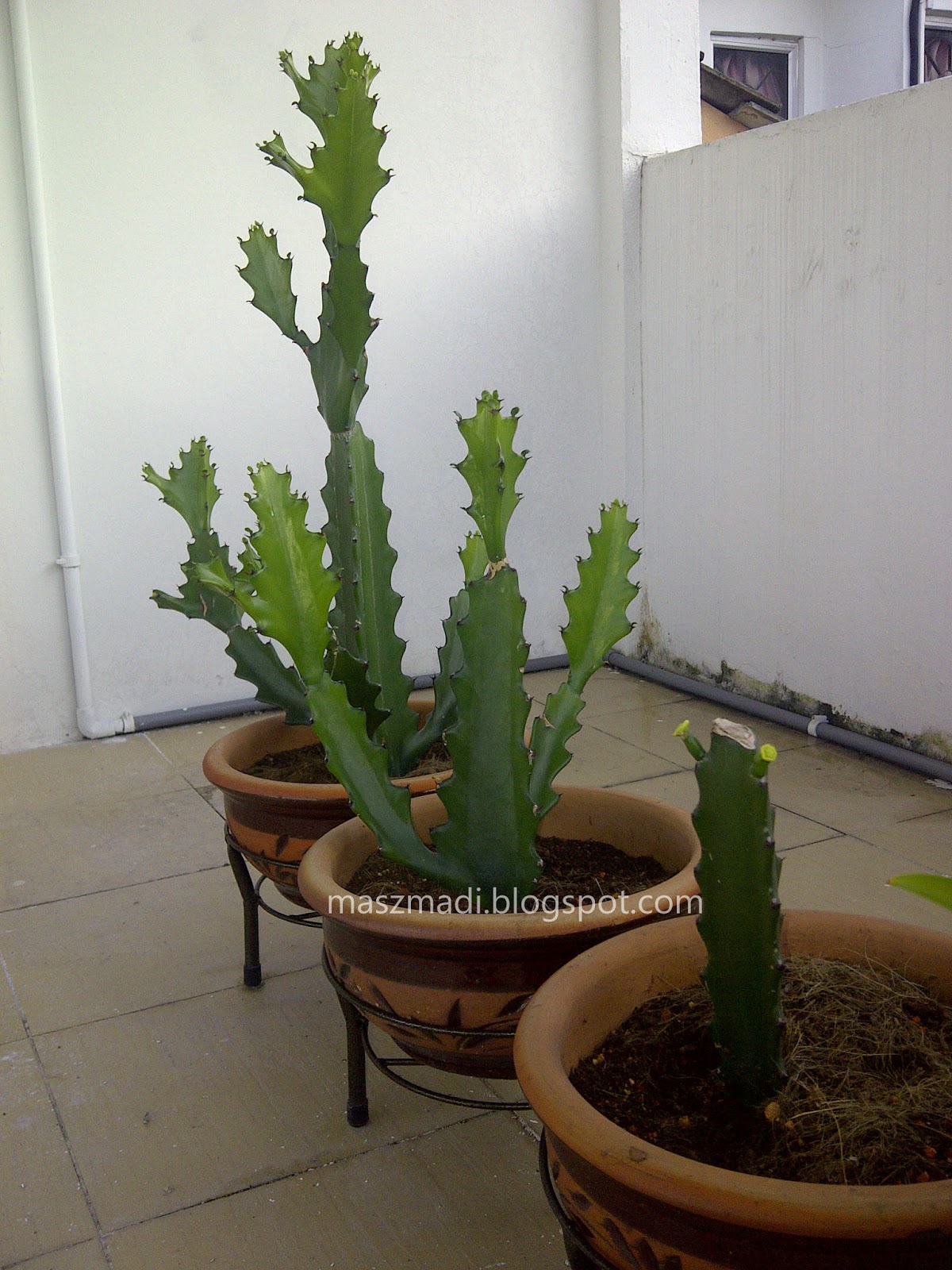 *deko deko TerataKami ~ pokok kaktus Mai ada bunga ker?* | ! Si Blogger ...