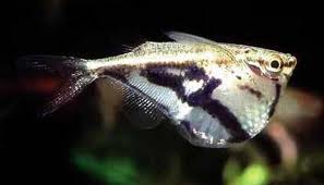 Akvaristika - rastline in živali: Družina Gasteropelecidae - golšarice