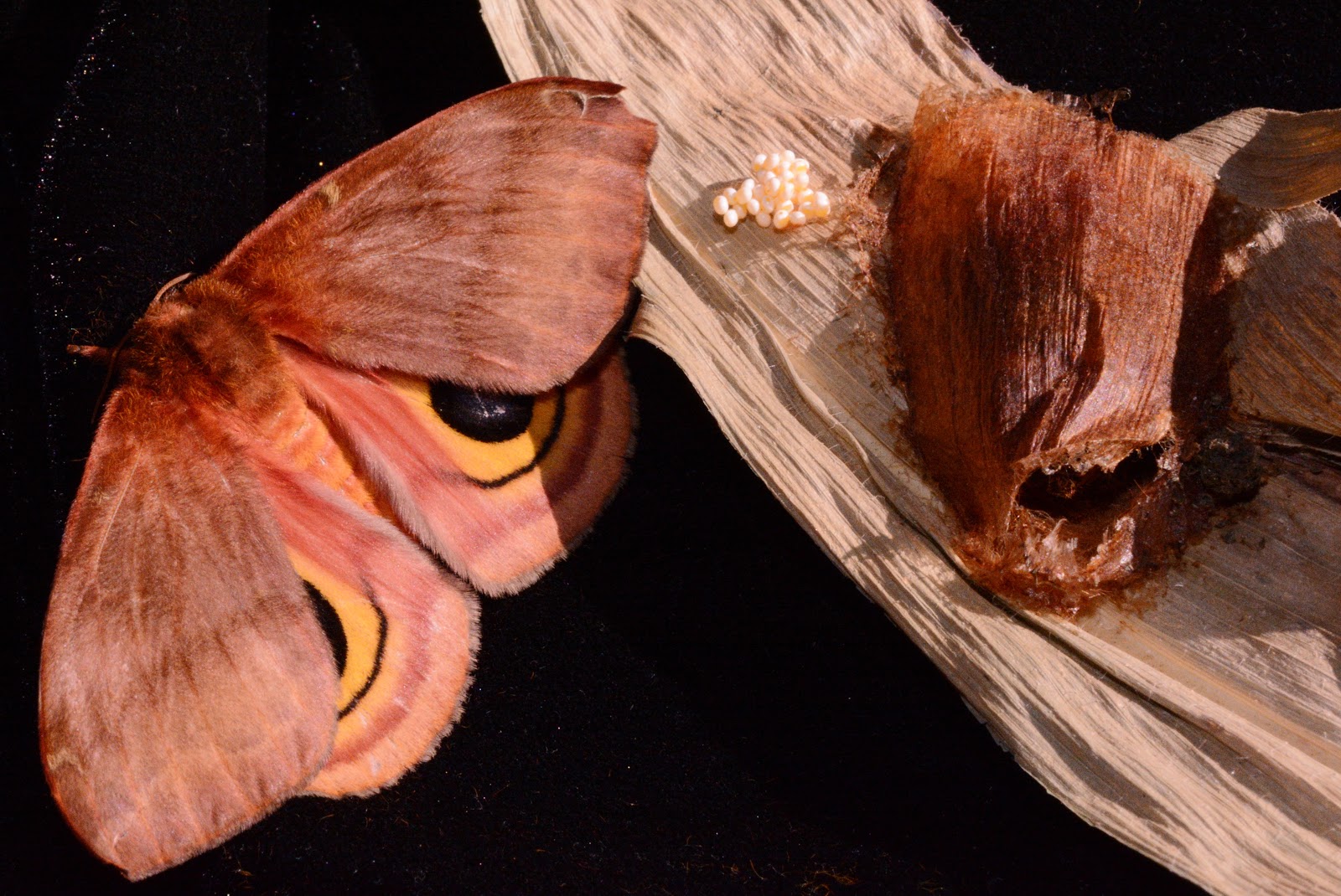 Chaotic Terrain Press: Our Io Moth