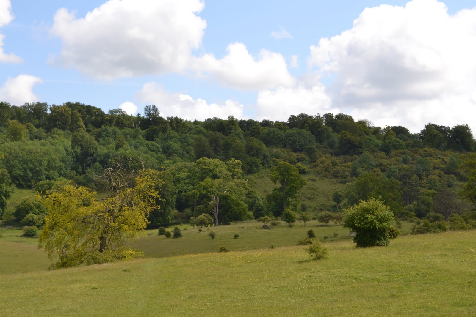 Walks among Flowers: Buckinghamshire: Wendover Woods to Tring (N ...