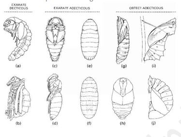 Shelford Tutorials: General characters and classification of Siphonaptera
