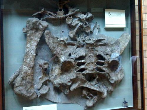 Paleoexhibit: Stegosaurs of the British Isles