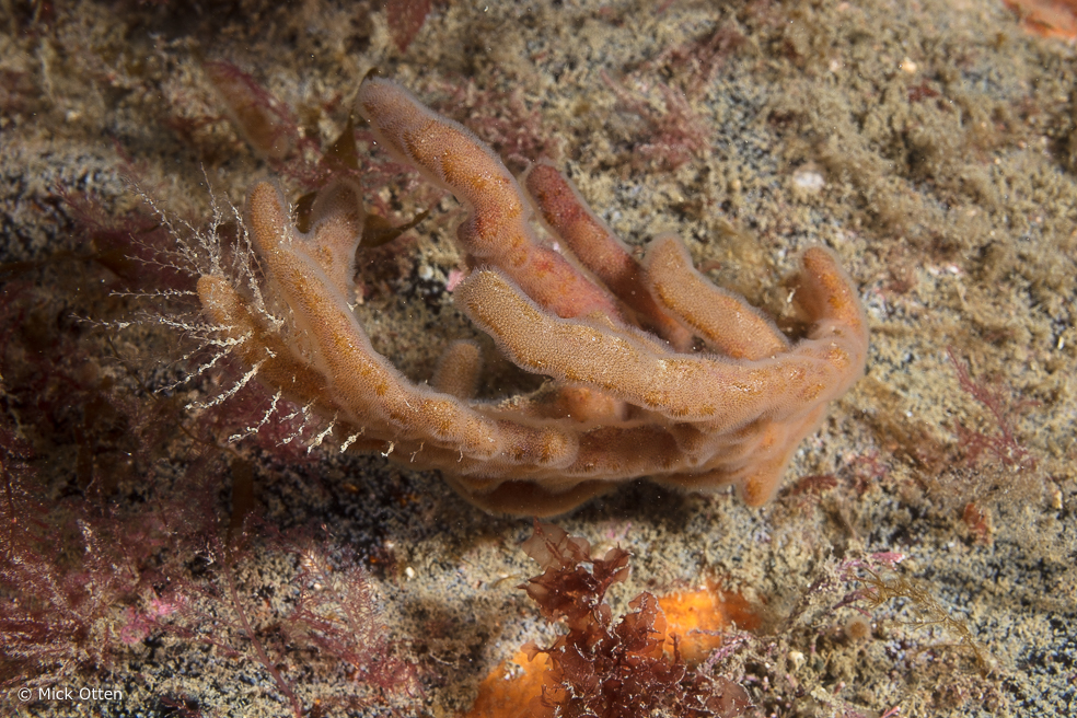 Mick's marine biology: Thorny doris - Acanthodoris pilosa - and the ...